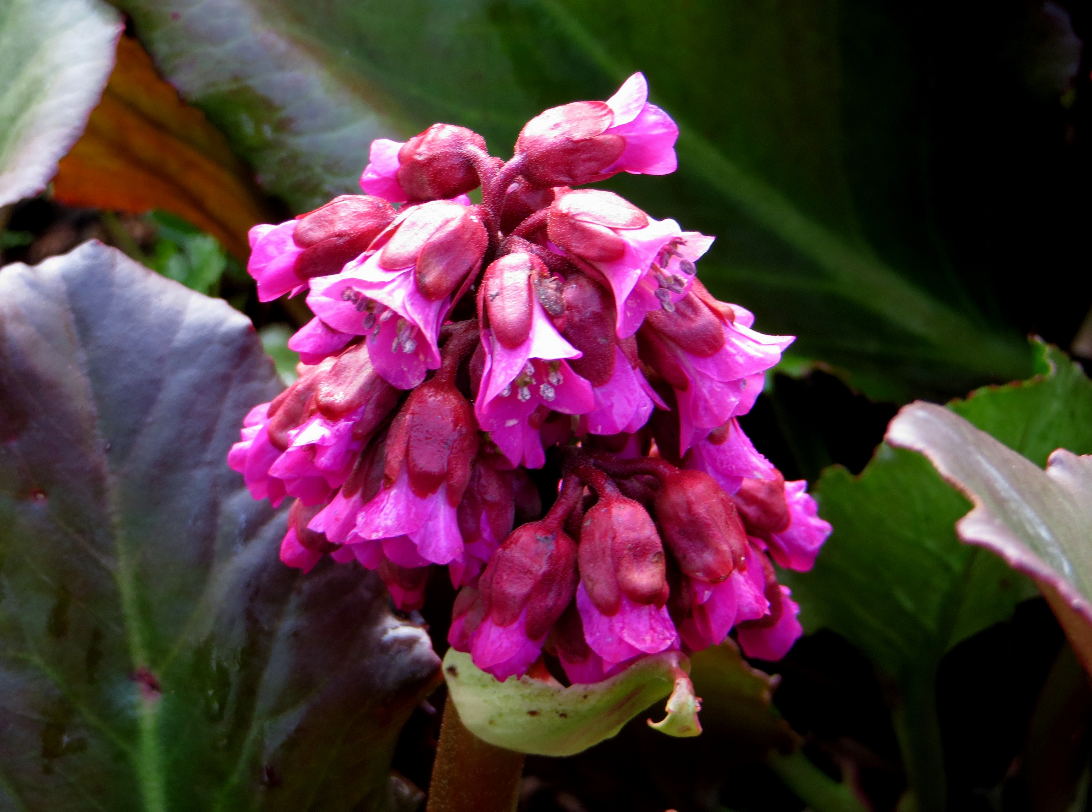 The bergenias - Enthusiastic Gardener