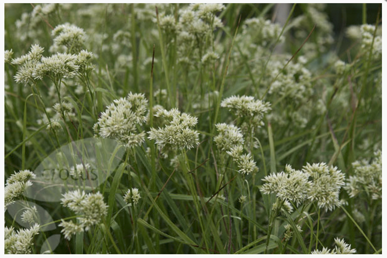 Grass & Flower Combinations - Enthusiastic Gardener