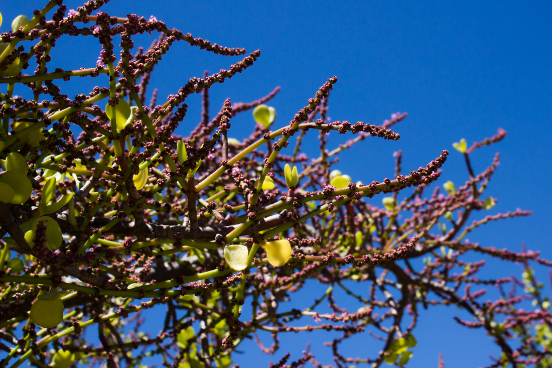 The Karoo National Botanical Gardens in Worcester - Enthusiastic Gardener