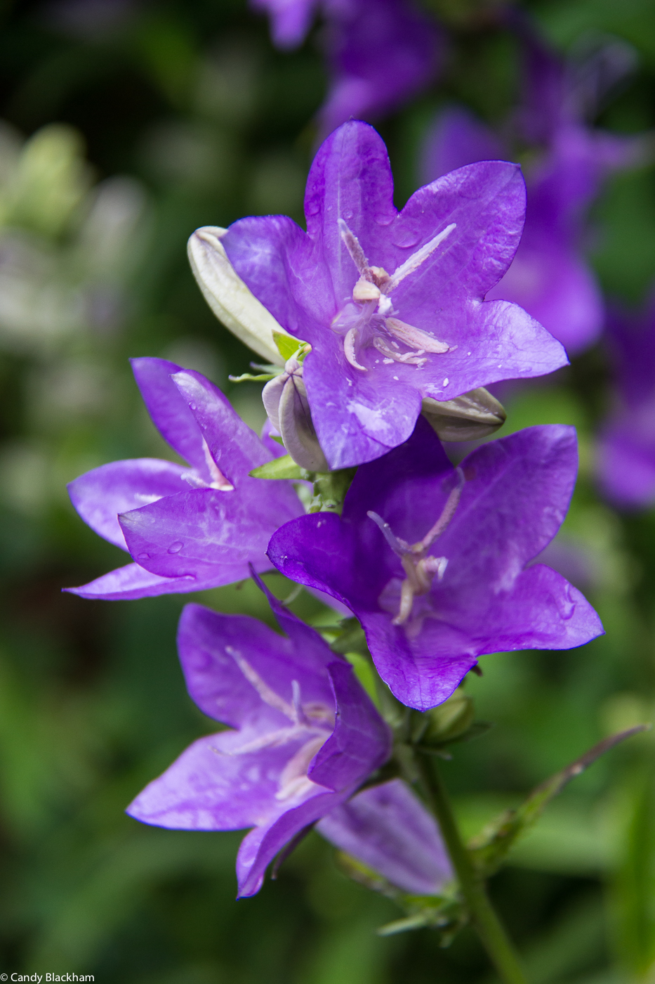 Fassett Square & Open Garden Squares Weekend - Enthusiastic Gardener