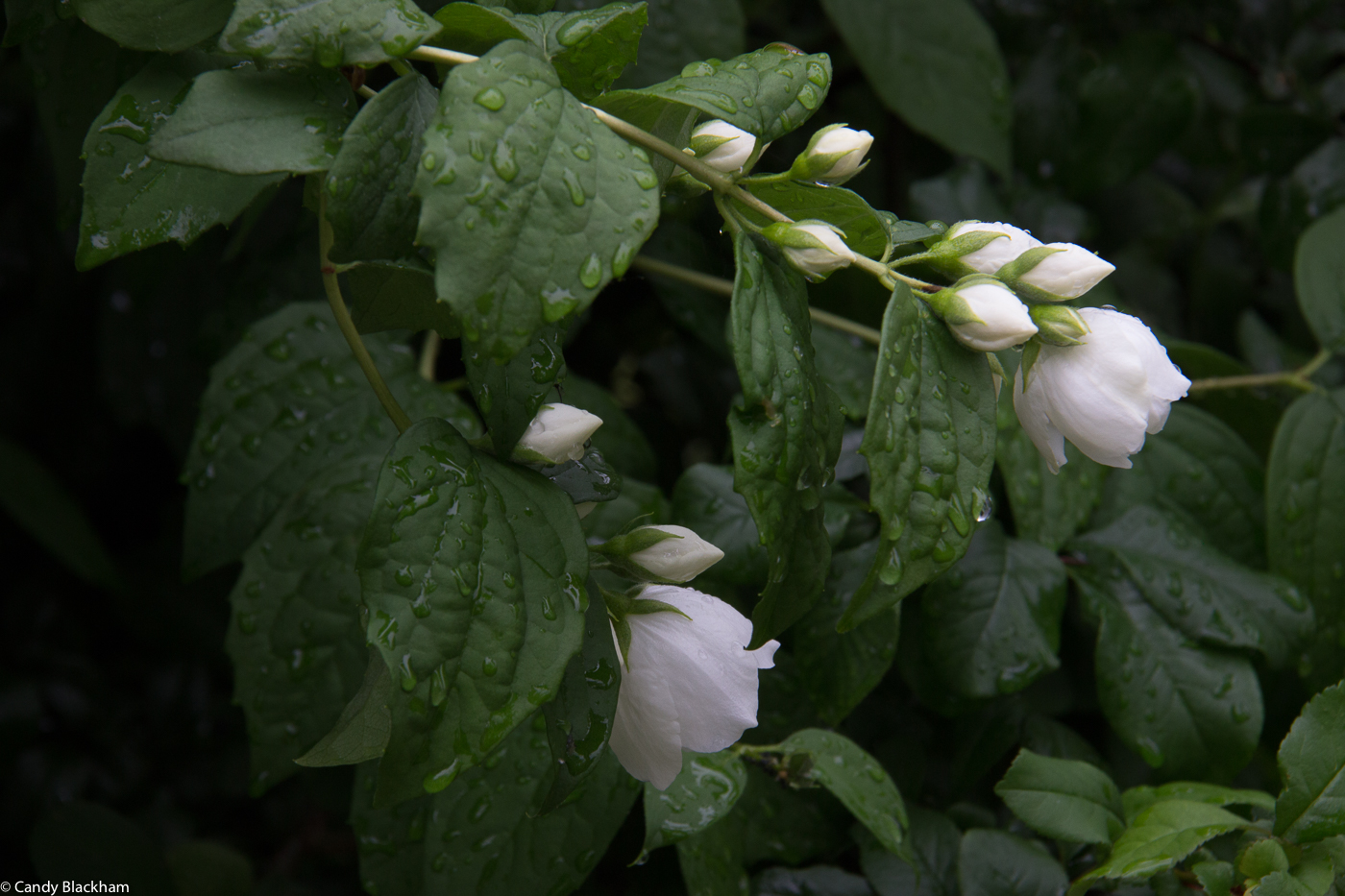 Fassett Square & Open Garden Squares Weekend - Enthusiastic Gardener