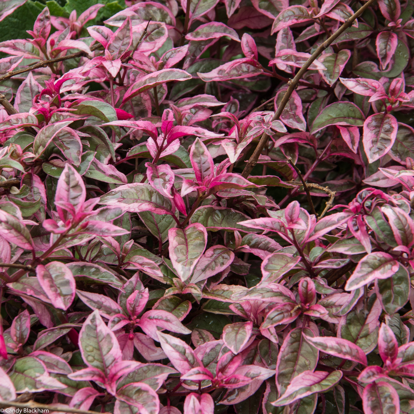 Fassett Square & Open Garden Squares Weekend - Enthusiastic Gardener