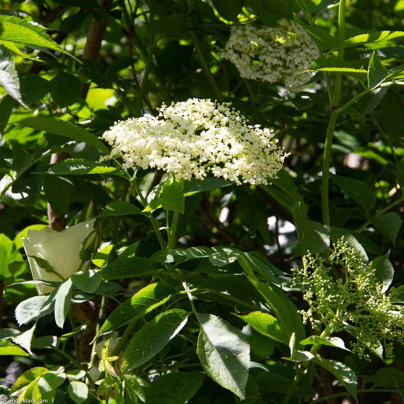Pepys Parks in Lewisham - Enthusiastic Gardener