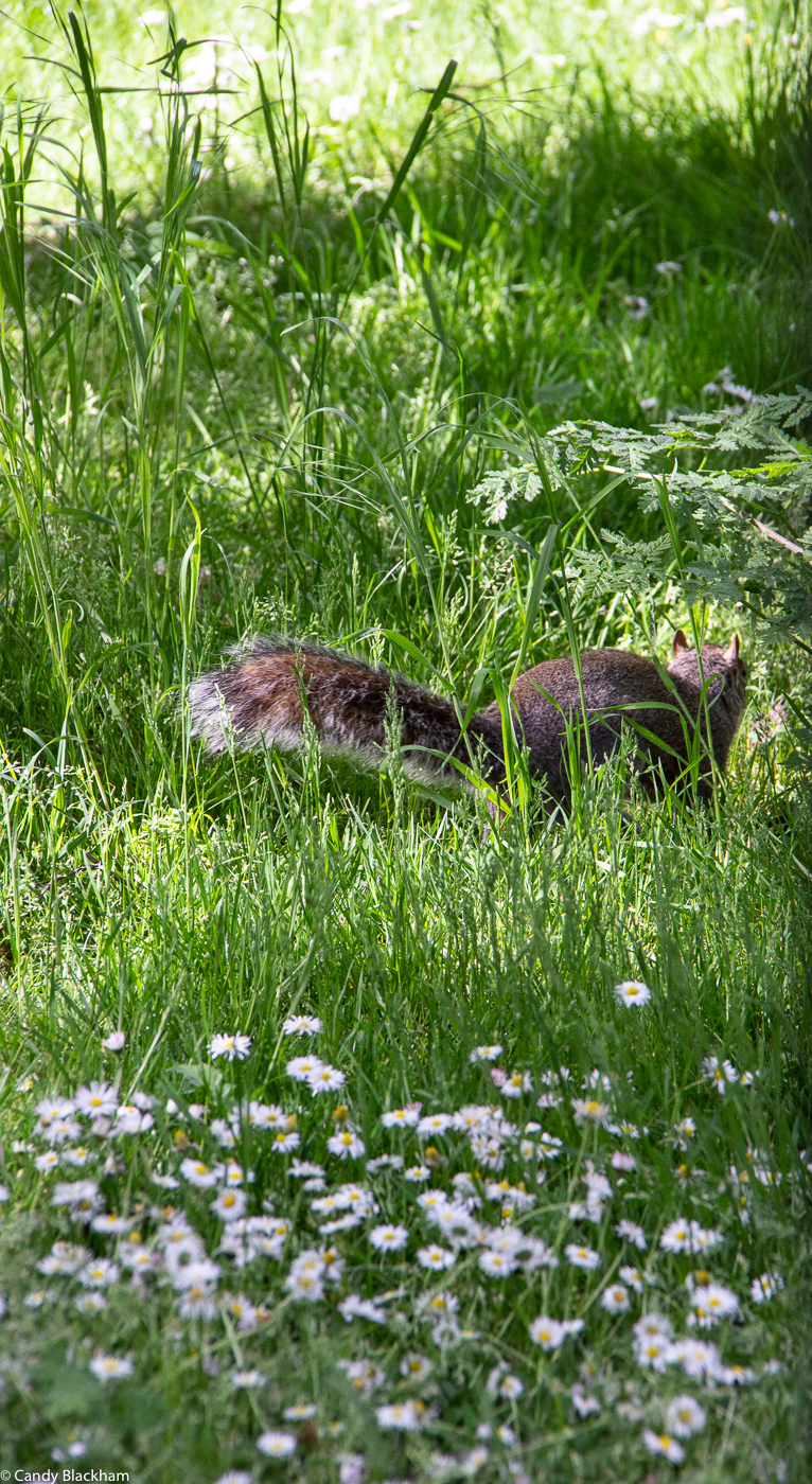 Pepys Parks continued - Enthusiastic Gardener