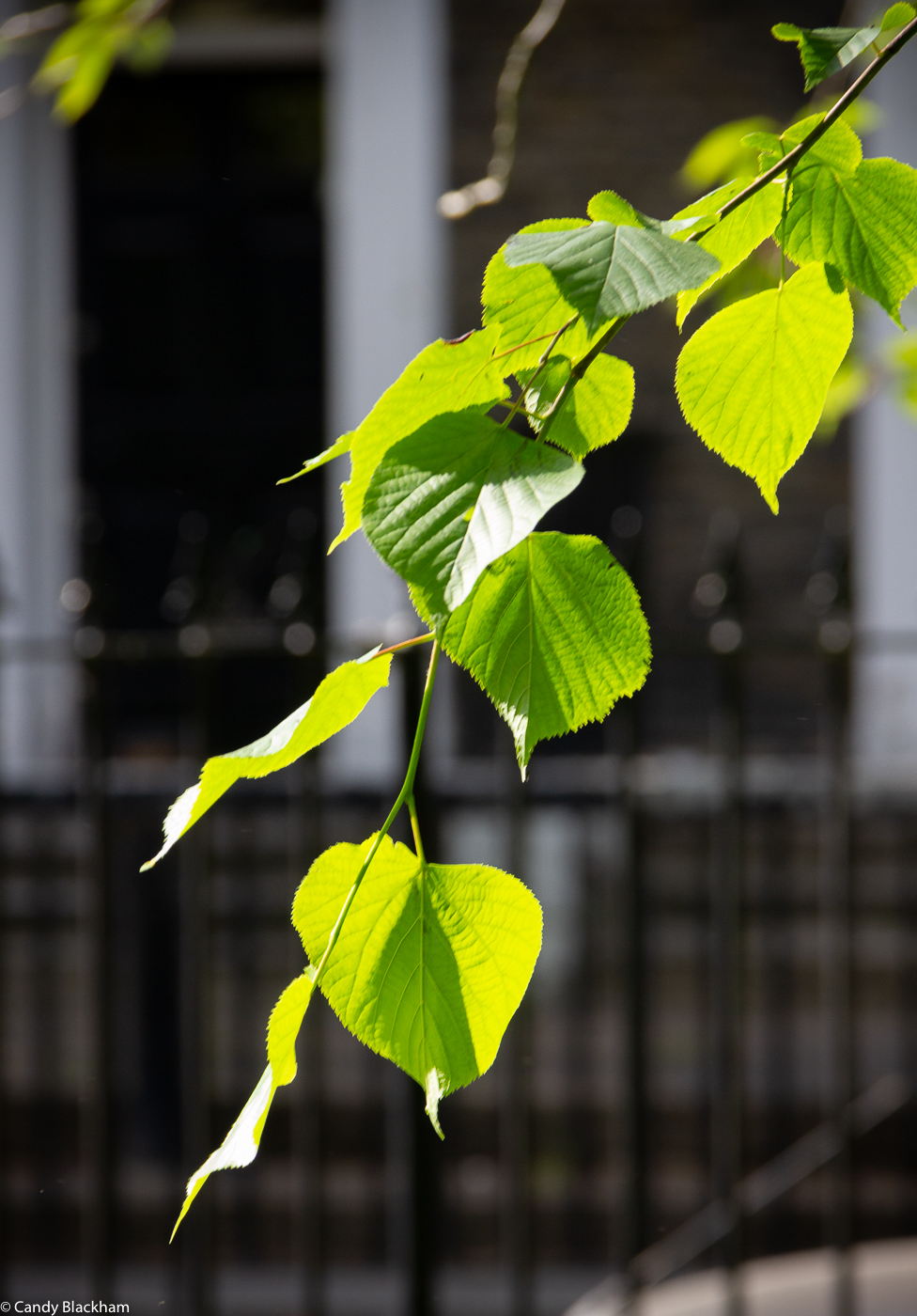 Pepys Parks continued - Enthusiastic Gardener