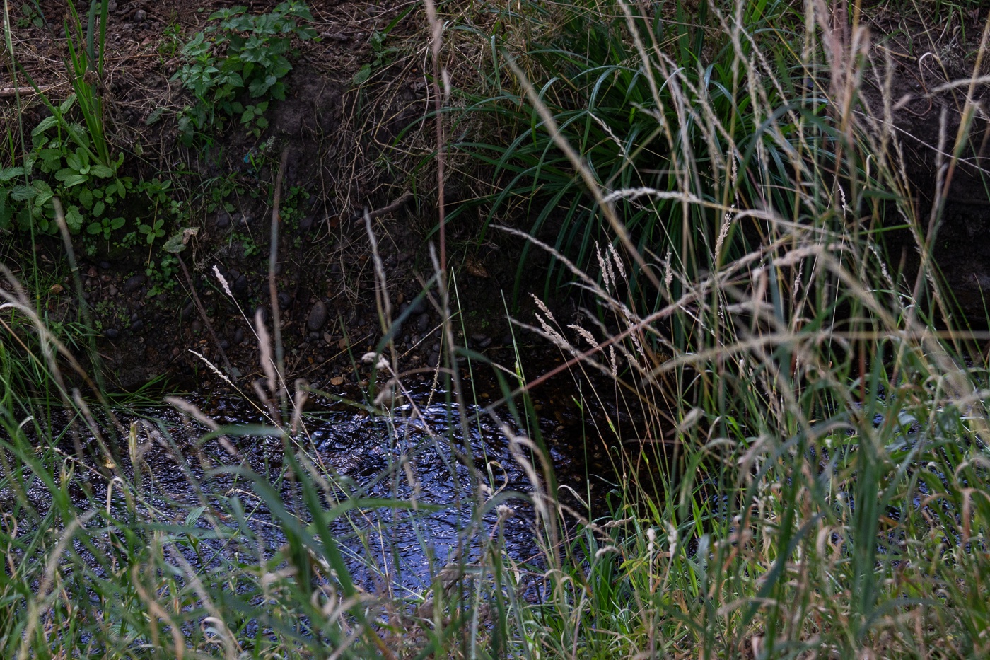 Downham Playing Fields in Lewisham - Enthusiastic Gardener