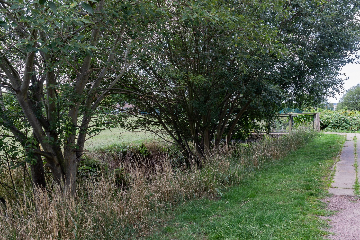 Downham Playing Fields in Lewisham - Enthusiastic Gardener