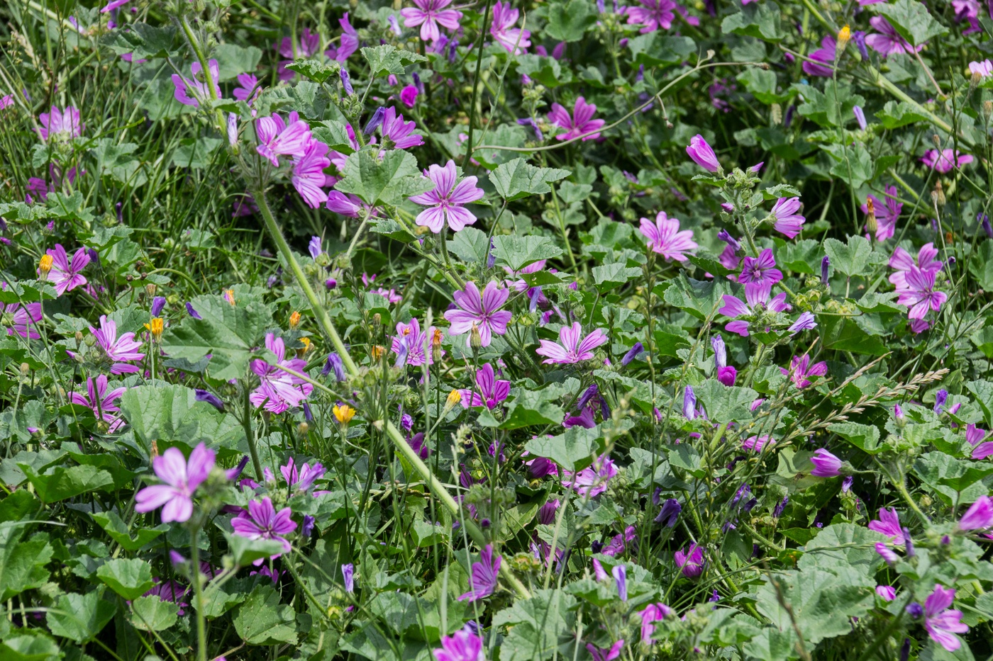 Downham Playing Fields in Lewisham | Enthusiastic Gardener