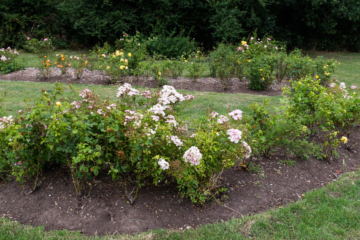Forster Memorial Park in South East London | Enthusiastic Gardener