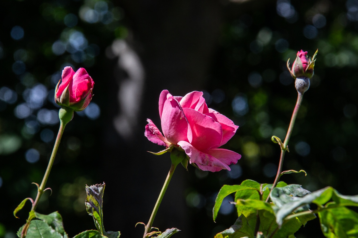 Forster Memorial Park in South East London | Enthusiastic Gardener