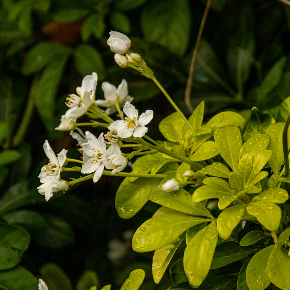 Bellingham Green in SE London | Enthusiastic Gardener